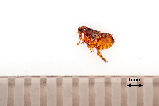 Che cos'è la pulce umana, che cosa provoca e che aspetto hanno le sue ...